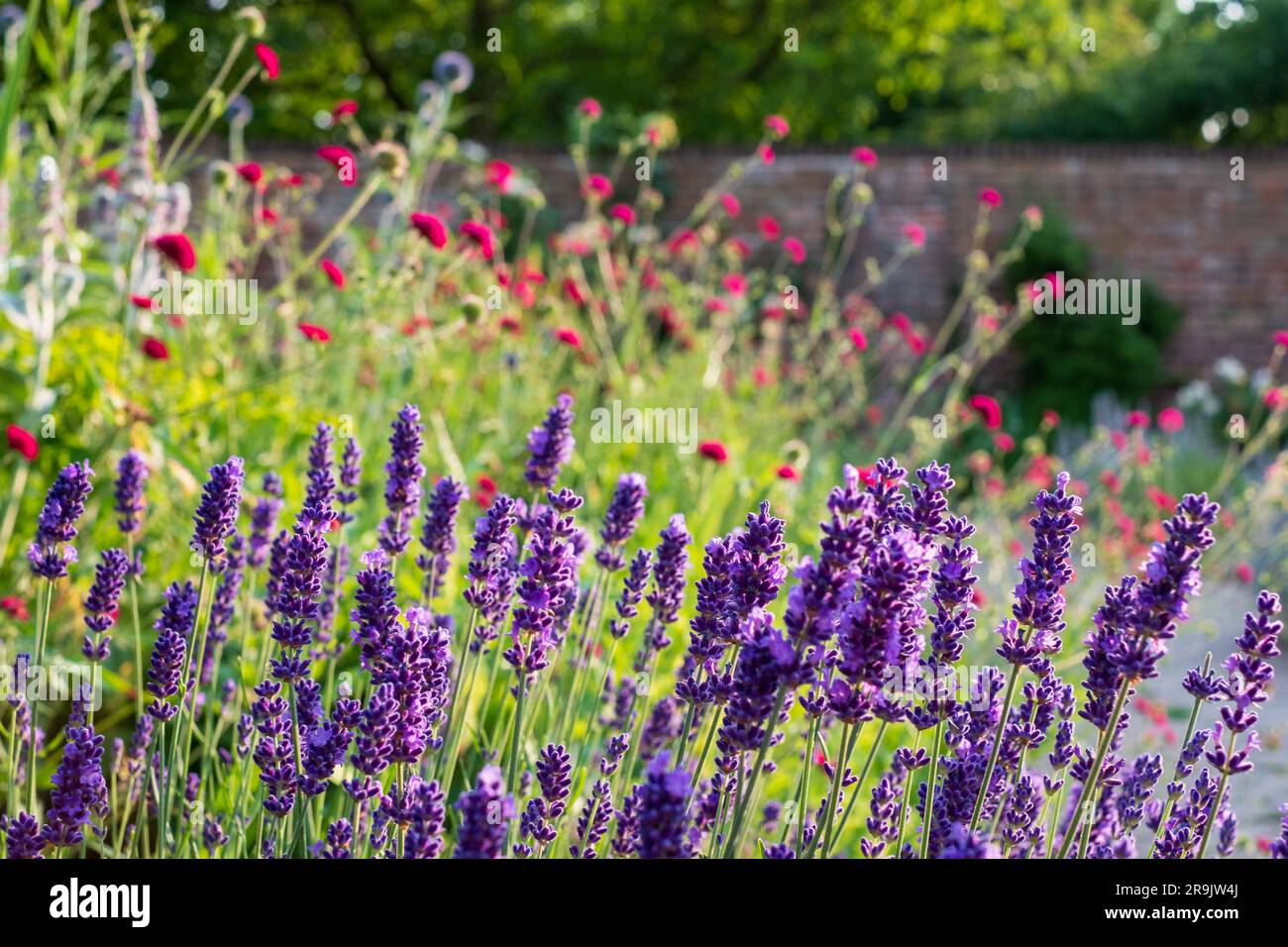 Lavender flowers in the historic walled garden, photographed in the ...