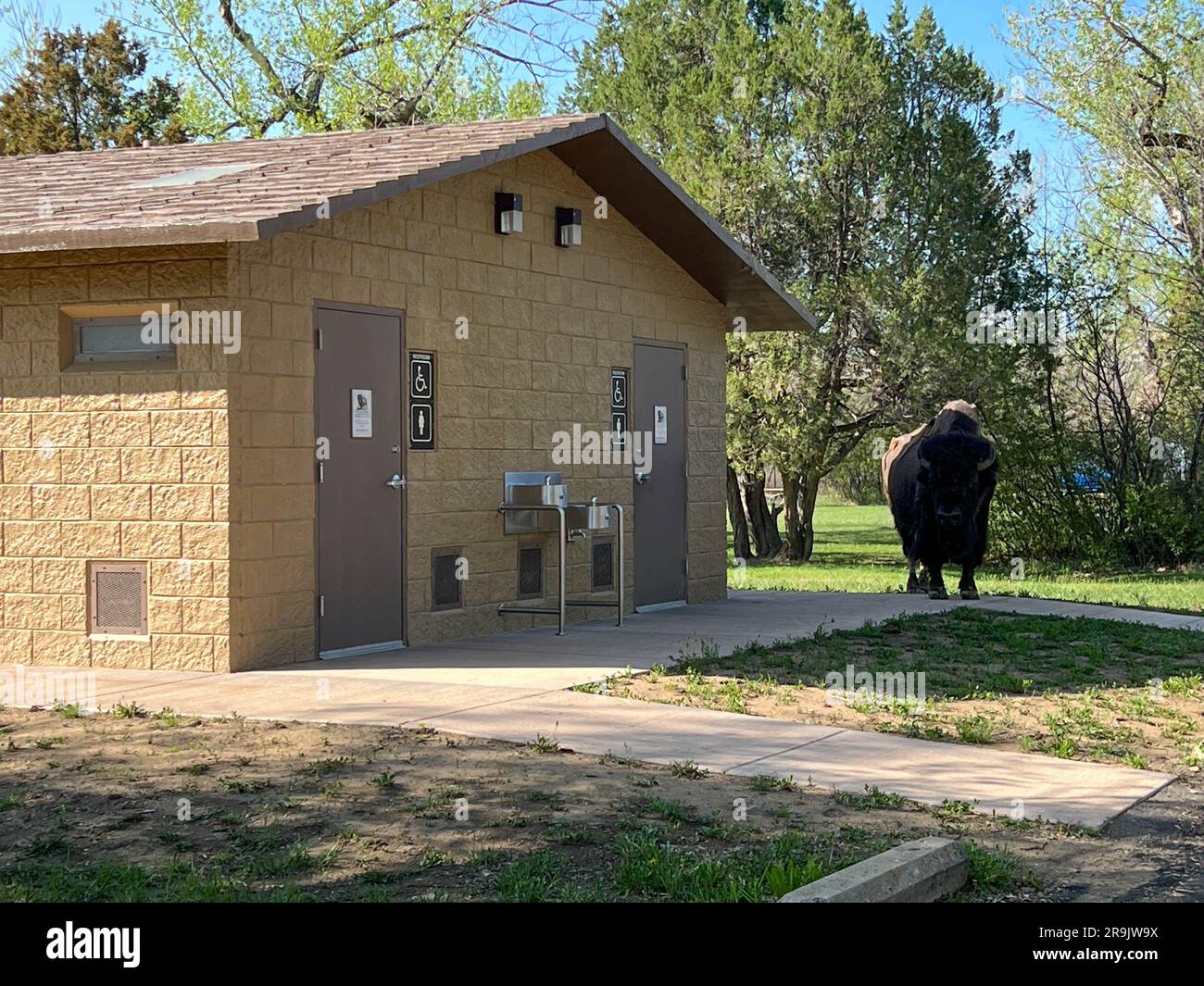 Dickinson, ND USA - May 17, 2023: Bison in the North Unit Campground in ...