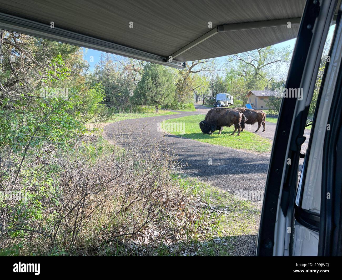 Dickinson, ND USA - May 17, 2023: Bison in the North Unit Campground in ...