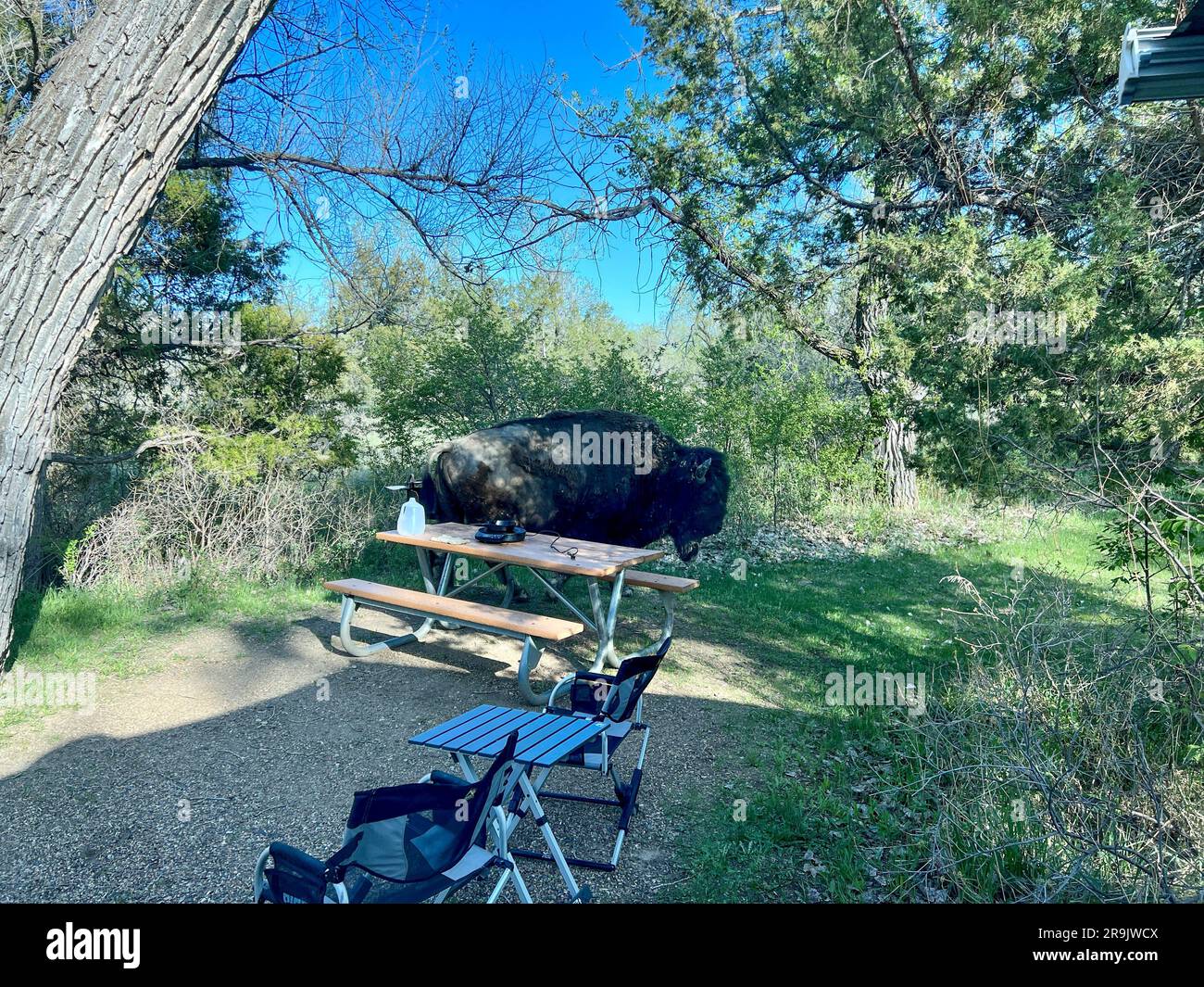 Dickinson, ND USA - May 17, 2023: Bison in the North Unit Campground in ...