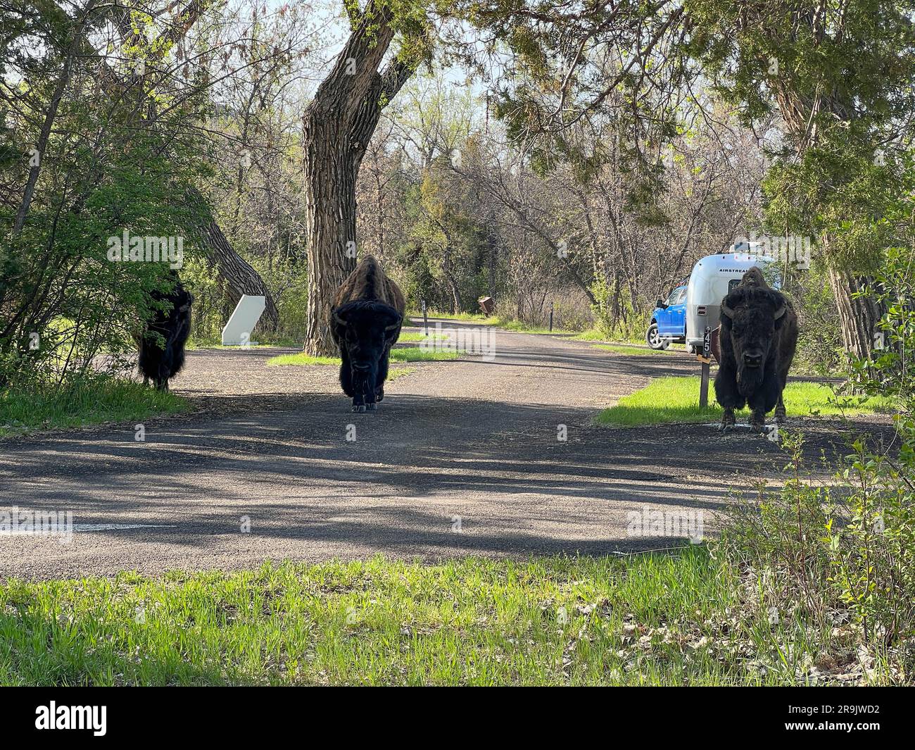 Dickinson, ND USA - May 17, 2023: Bison in the North Unit Campground in ...
