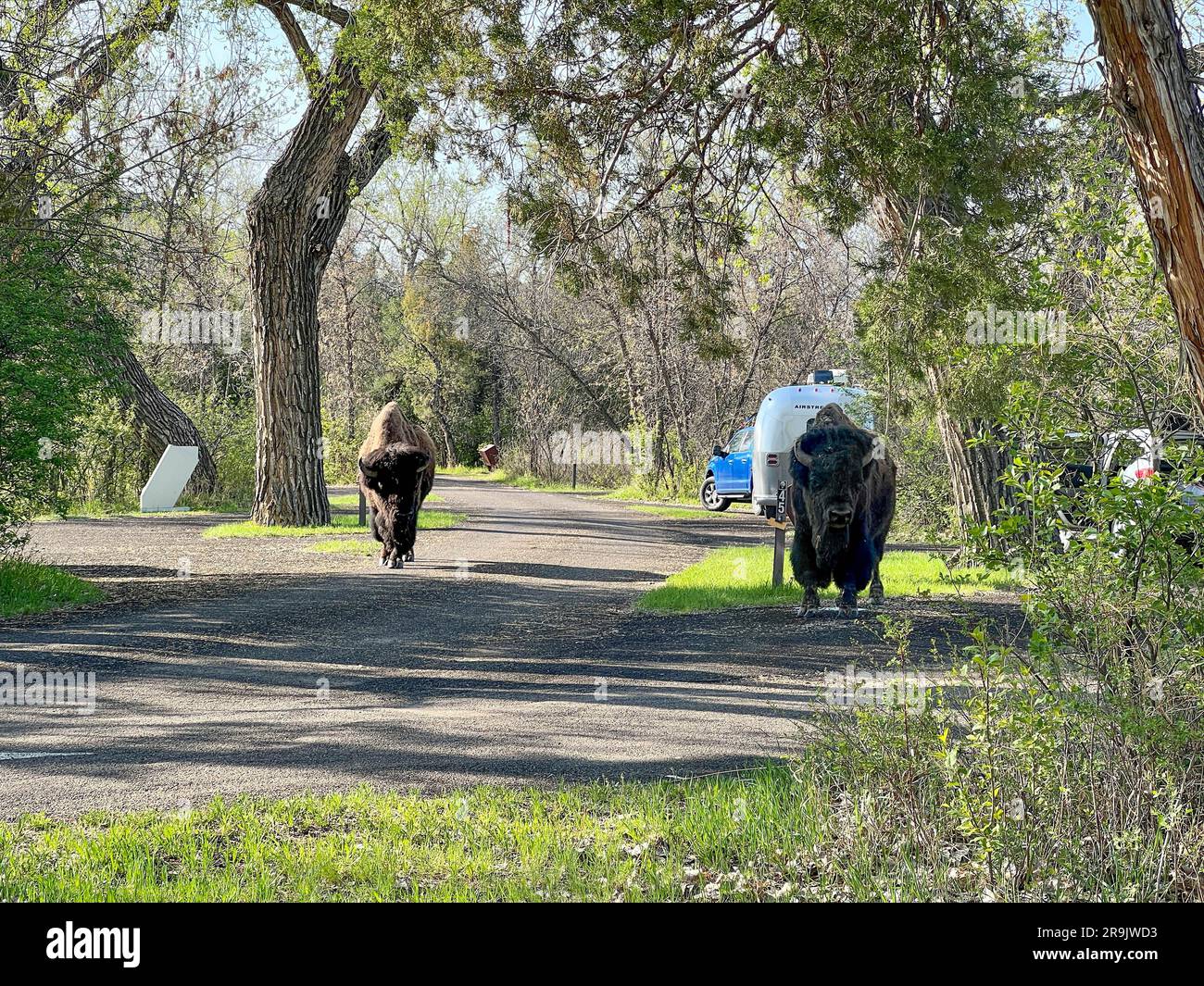 Dickinson, ND USA - May 17, 2023: Bison in the North Unit Campground in ...