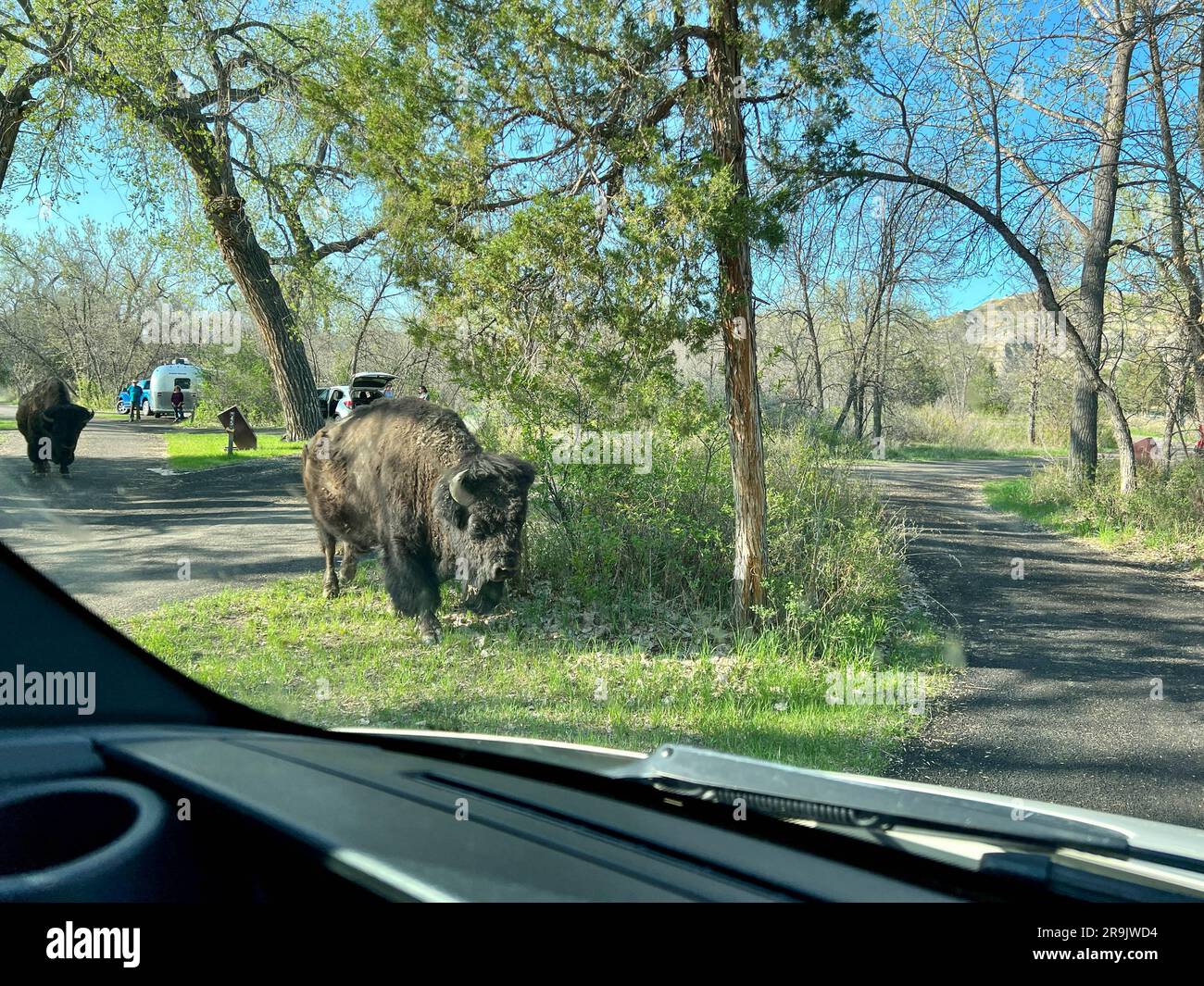 Dickinson, ND USA - May 17, 2023: Bison in the North Unit Campground in ...
