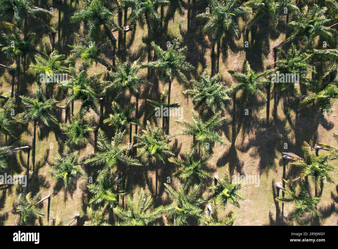 Aerial tropical palm trees sun hi-res stock photography and images - Alamy
