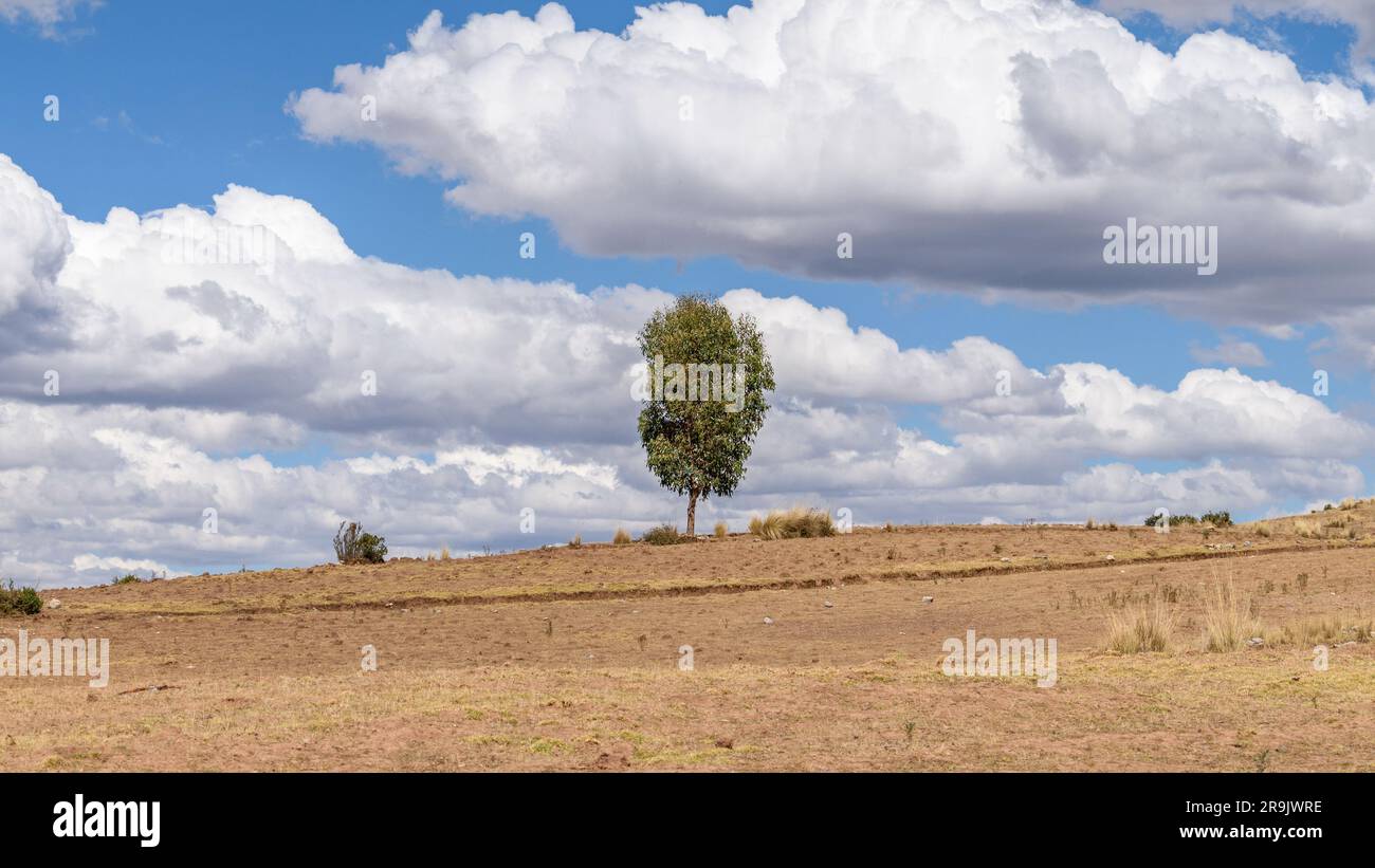 Hillside covered with trees hi-res stock photography and images - Alamy
