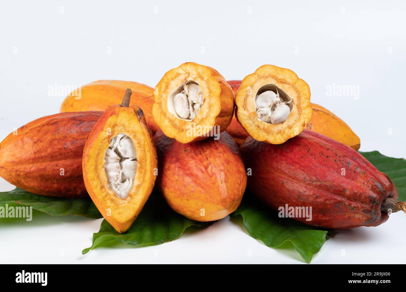 Group of brown color ripe cacao isolated on white studio background ...