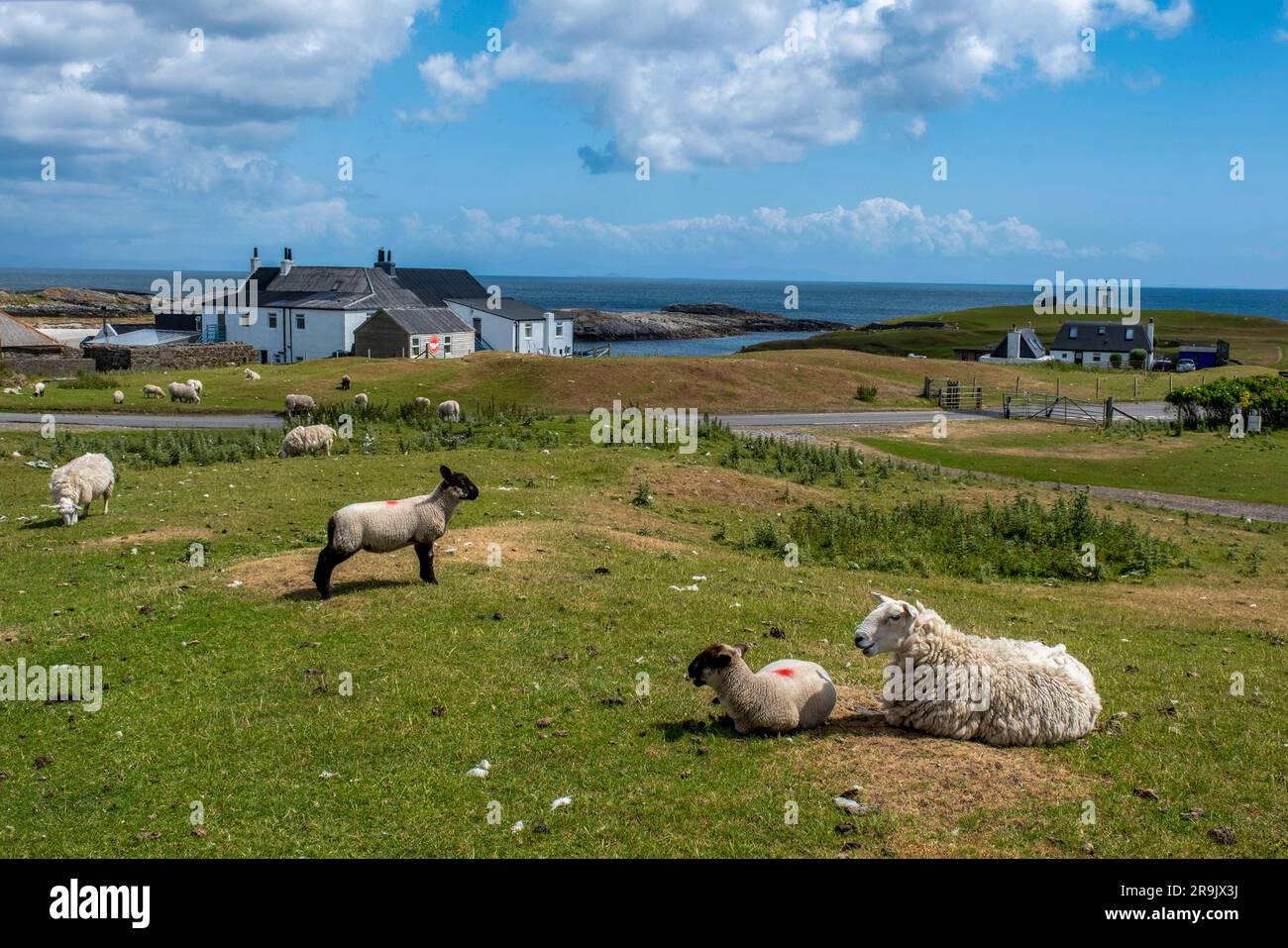 Sheep grazing on the roadside tiree hi-res stock photography and images ...
