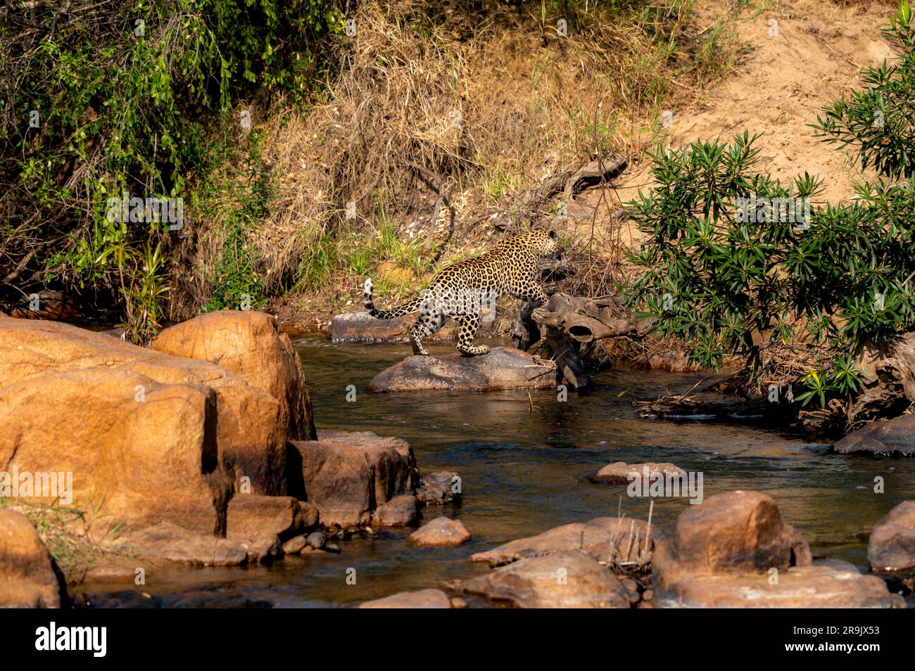 Leaping across river hi-res stock photography and images - Alamy