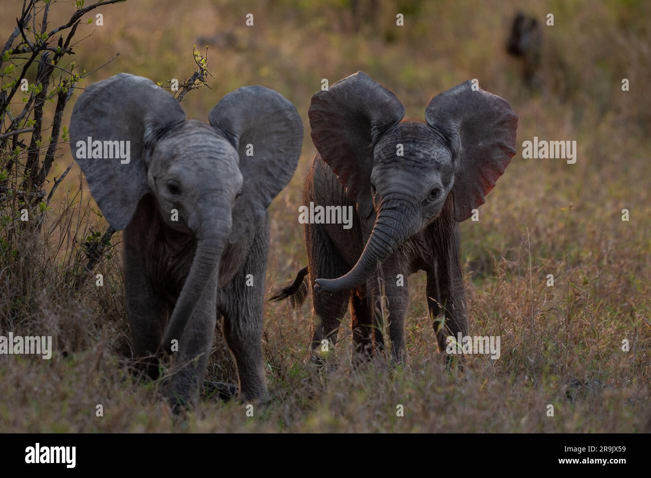 Two baby elephants, Loxodonta africana, walking together in long grass ...