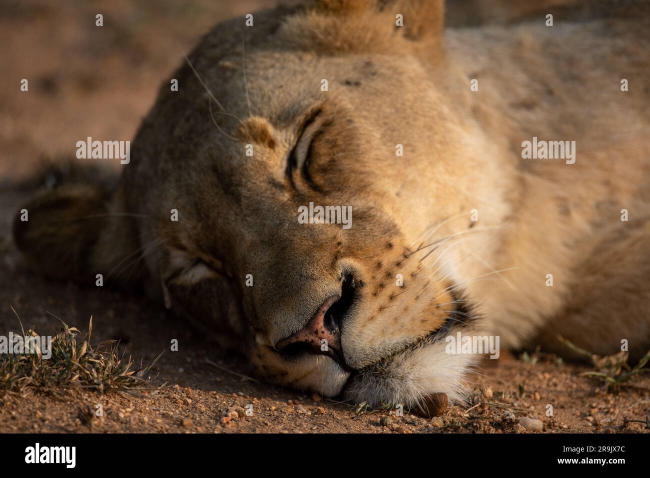 A close-up of a lioness, Panthera leo, sleeping Stock Photo - Alamy