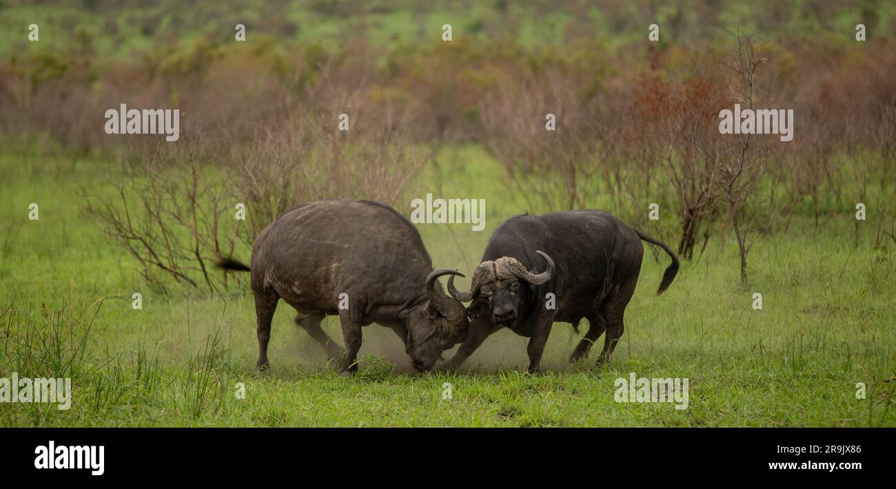 Two africa buffalo fighting hi-res stock photography and images - Alamy