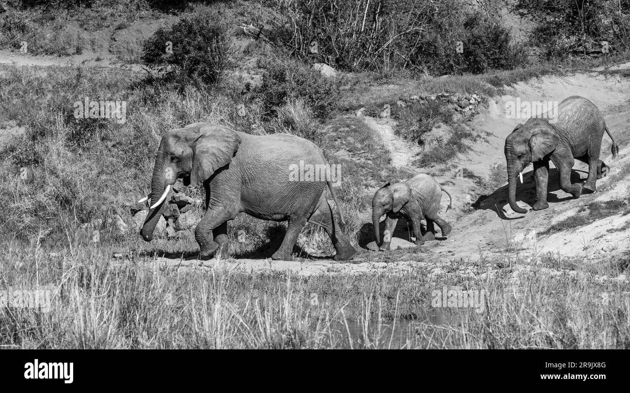 African elephants walking through Black and White Stock Photos & Images ...