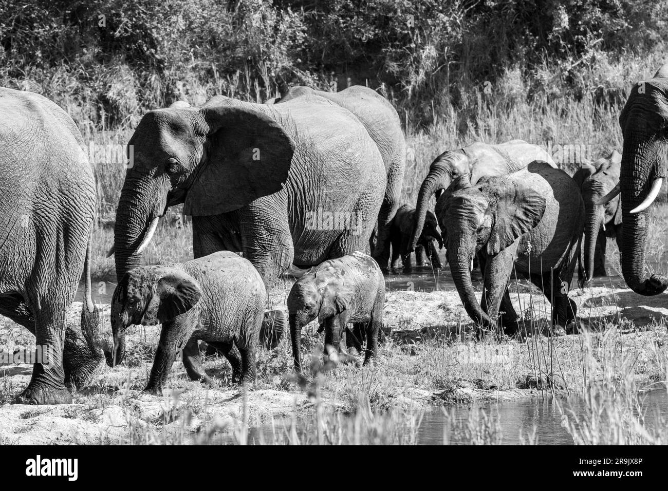 Walking elephants black and white hi-res stock photography and images ...