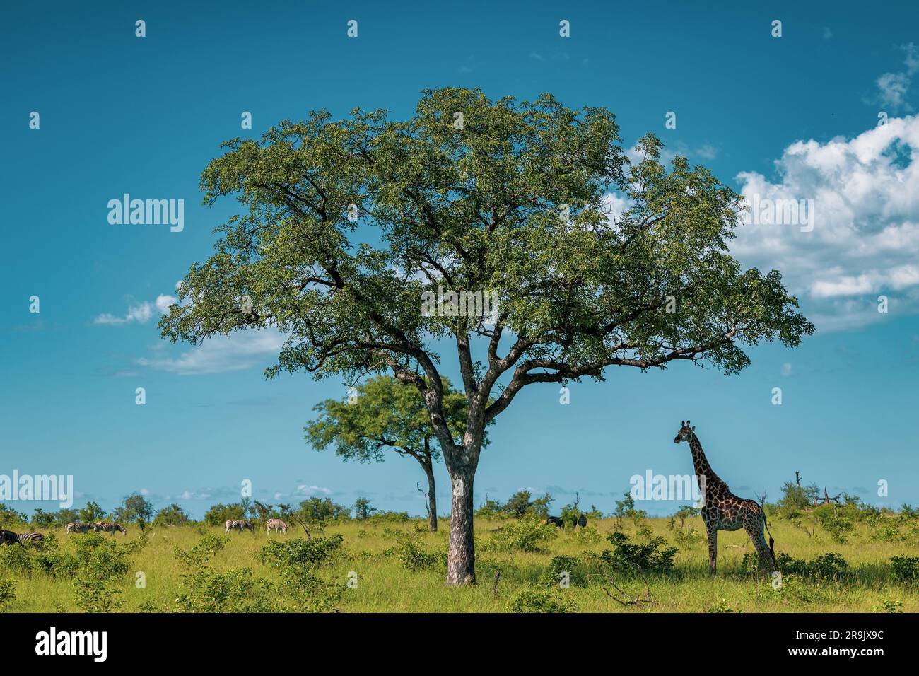 A giraffe, Giraffa, standing under a tree Stock Photo - Alamy