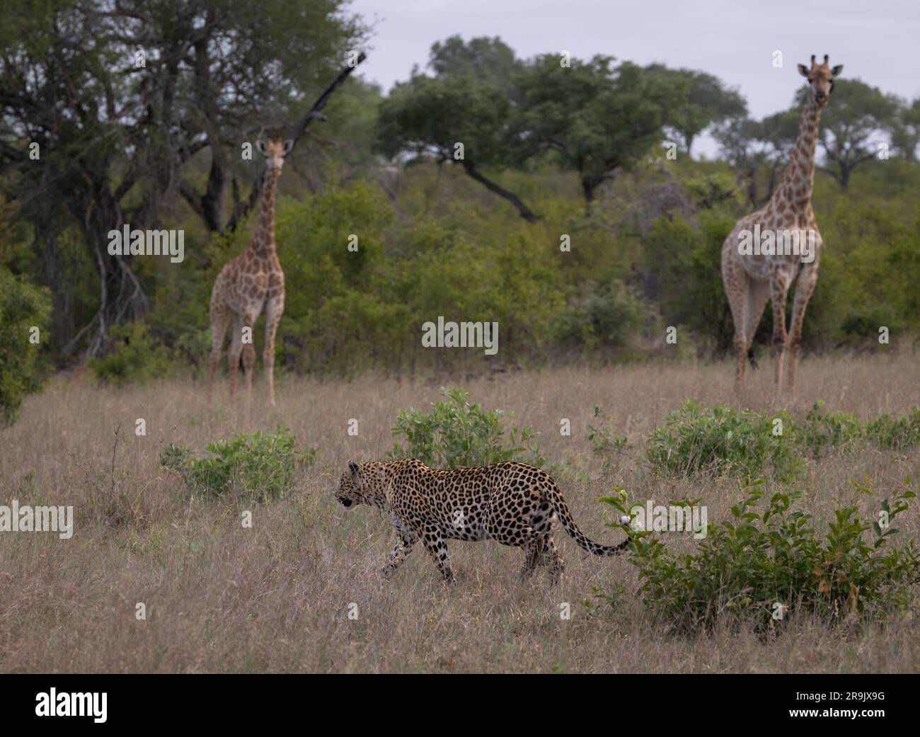 A leopard, Panthera pardus, walking past a pair of giraffe, Giraffa ...