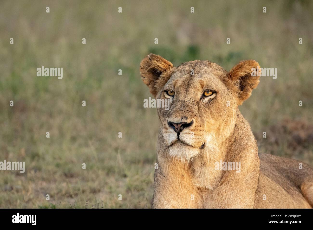 Lionesss face hi-res stock photography and images - Alamy