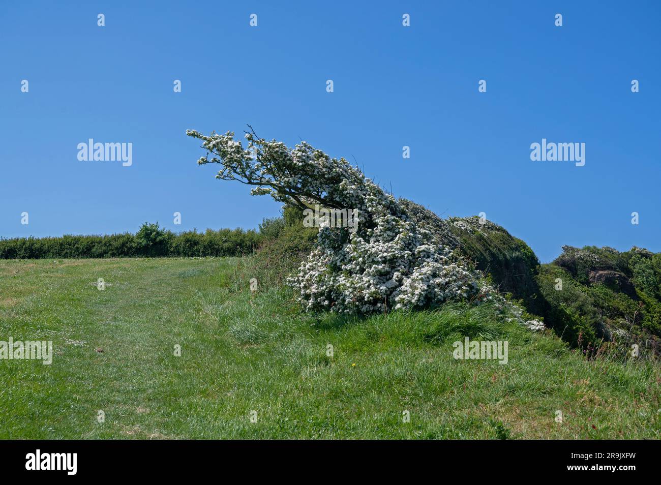 Windswept Hawthorn: Crataegus monogyna. Shape affected by the wind ...