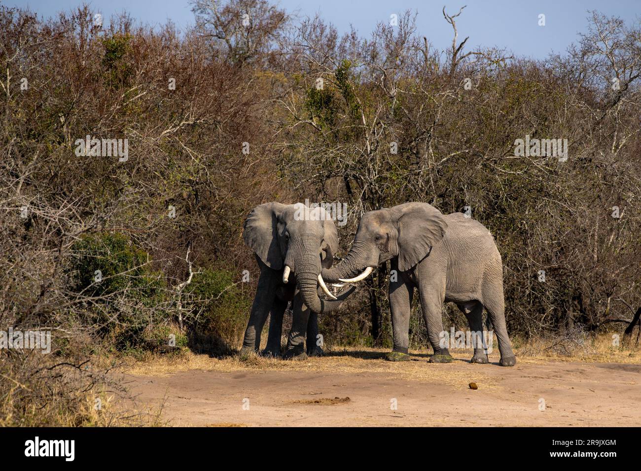 Rubbing trunks hi-res stock photography and images - Alamy