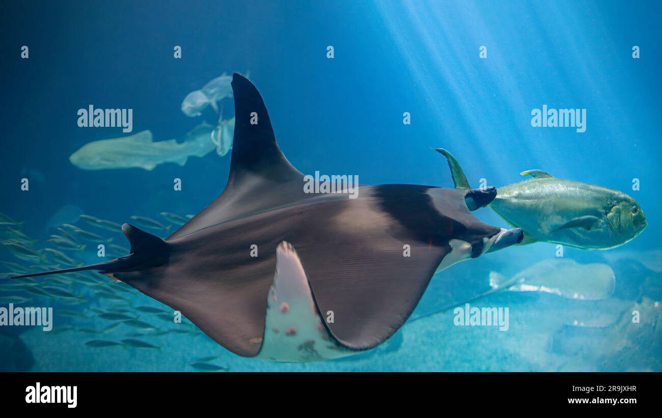 Manta rays close up hi-res stock photography and images - Alamy