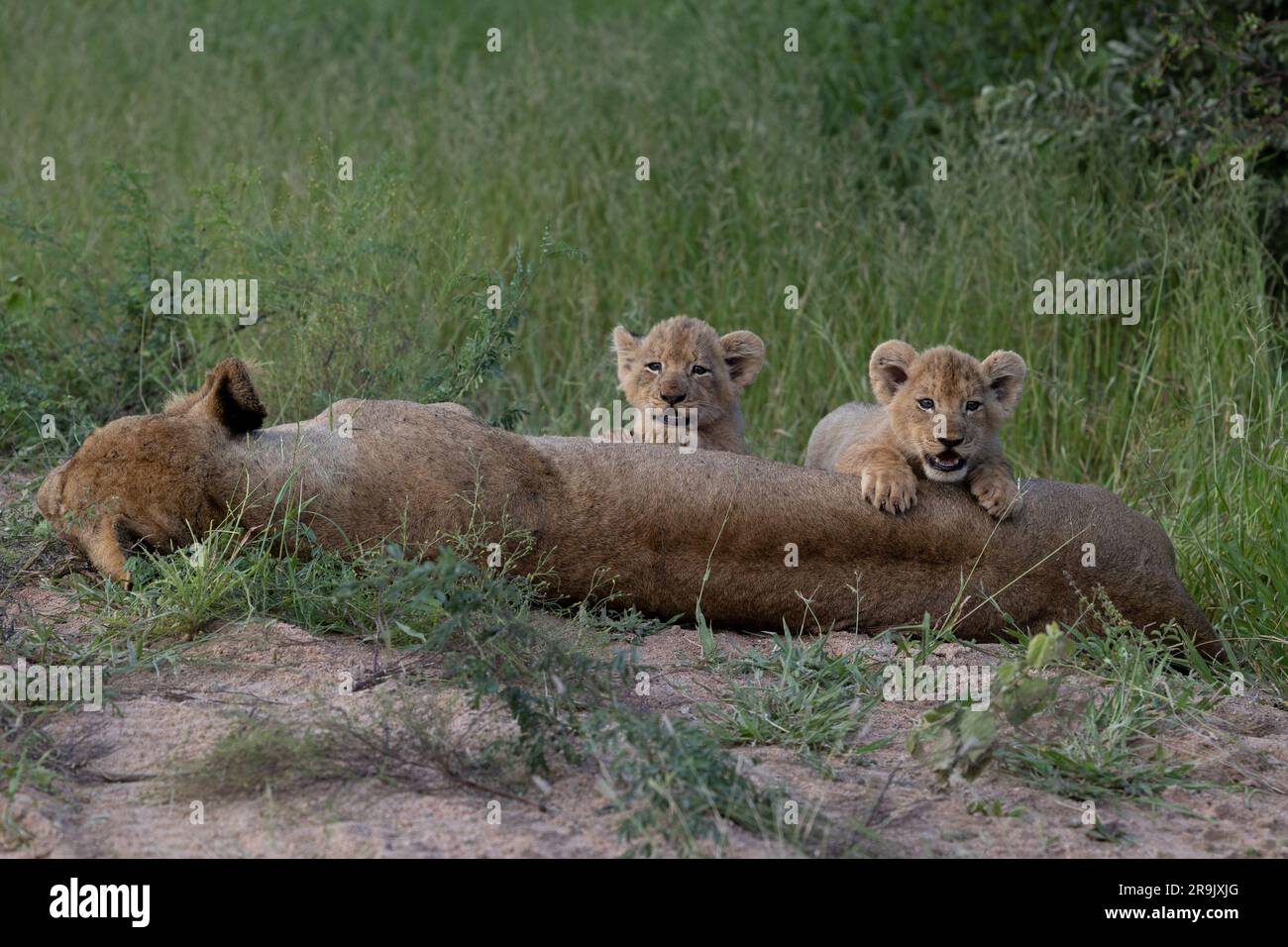 Lion cubs, Panthera leo, climbing on their mother Stock Photo - Alamy