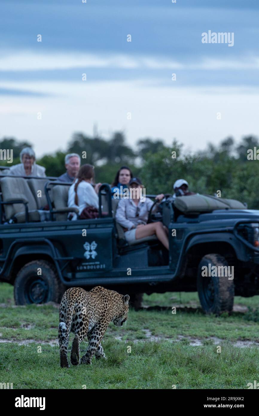 A male leopard, Panthera pardus, walks in front of a safari vehicle ...