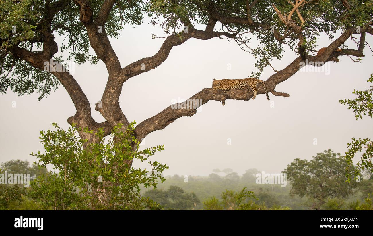 A male leopard, Panthera pardus, lying in a Marula tree, Sclerocarya ...