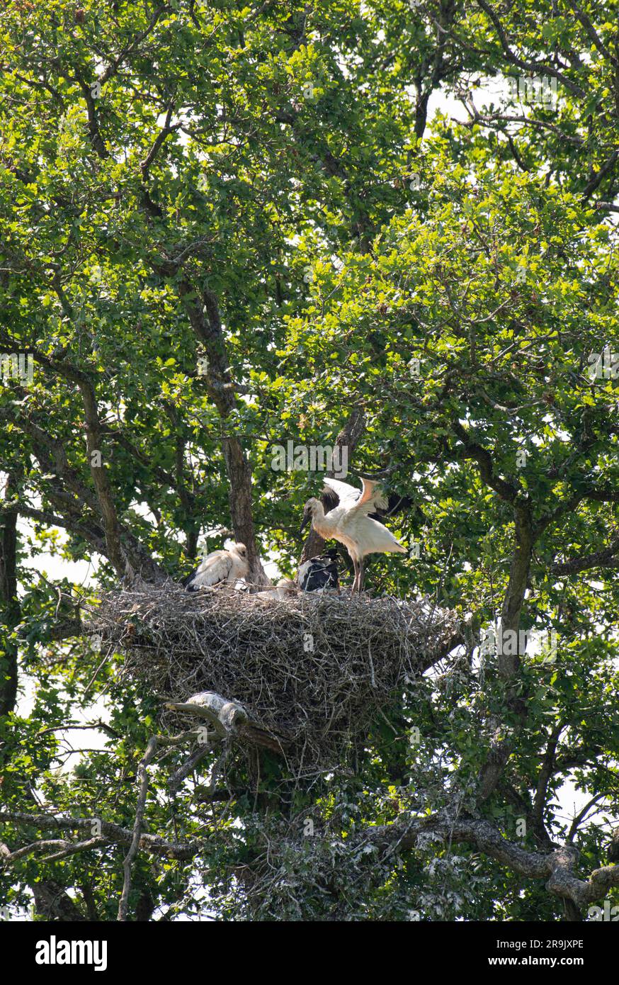 Knepp knepp rewilding project hi-res stock photography and images - Alamy