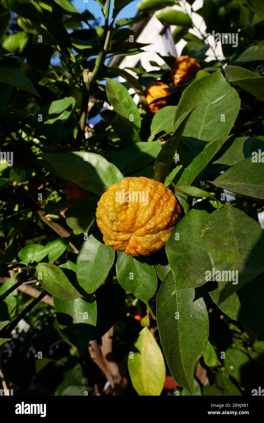 Citrus x aurantium canaliculata hi-res stock photography and images - Alamy