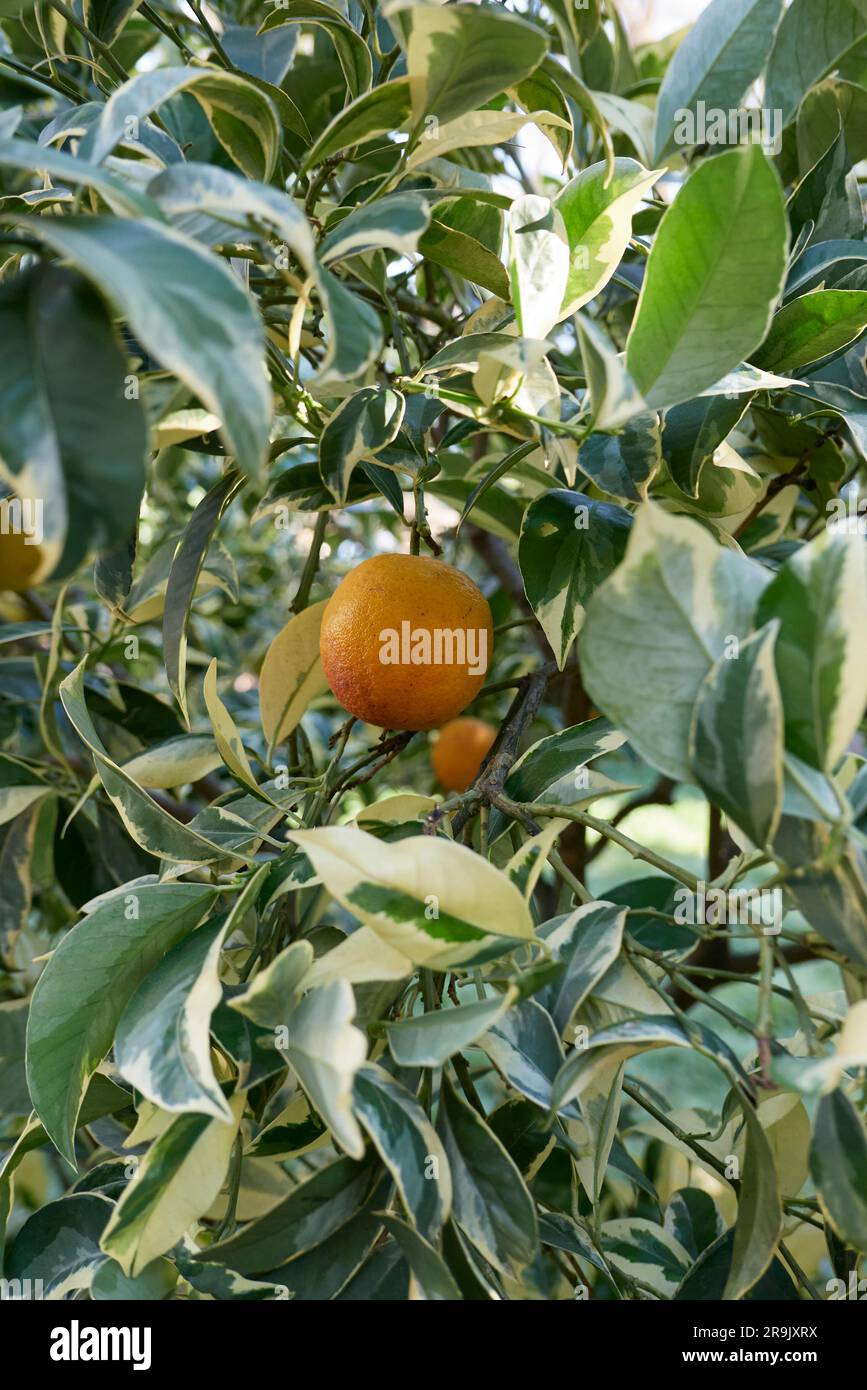 Variegated orange citrus sinensis hi-res stock photography and images ...