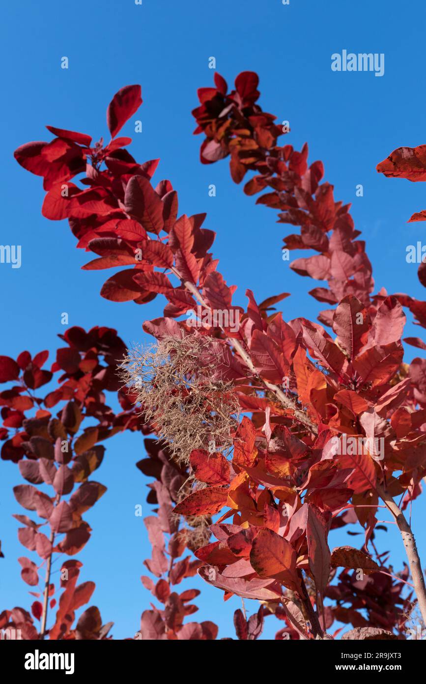 red leaves of Cotinus coggygria in winter season Stock Photo - Alamy