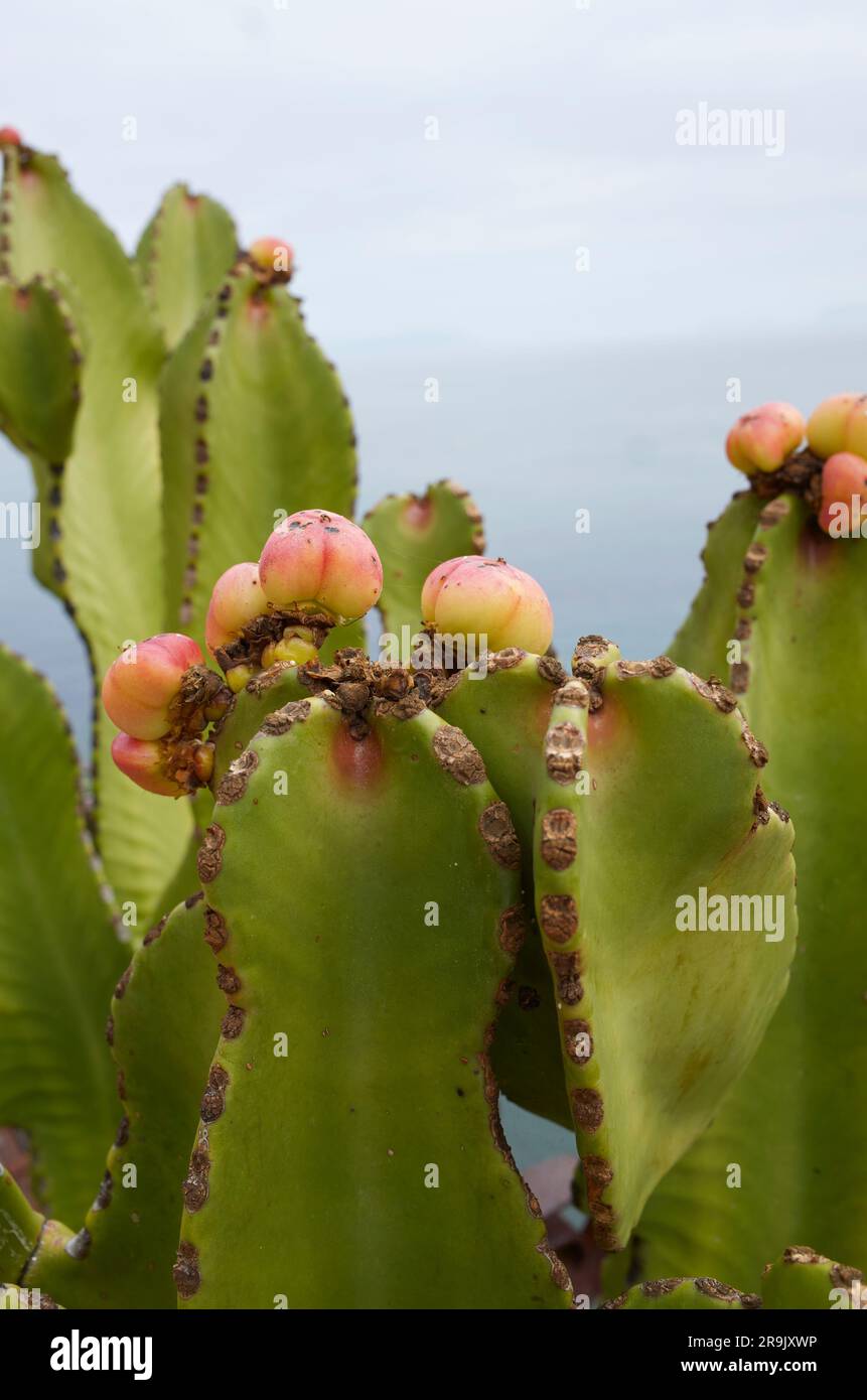 Euphorbia abyssinica branch close up Stock Photo - Alamy