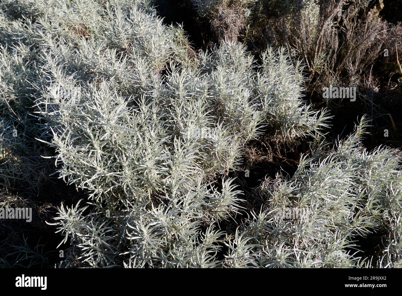 Silver helichrysum hi-res stock photography and images - Alamy