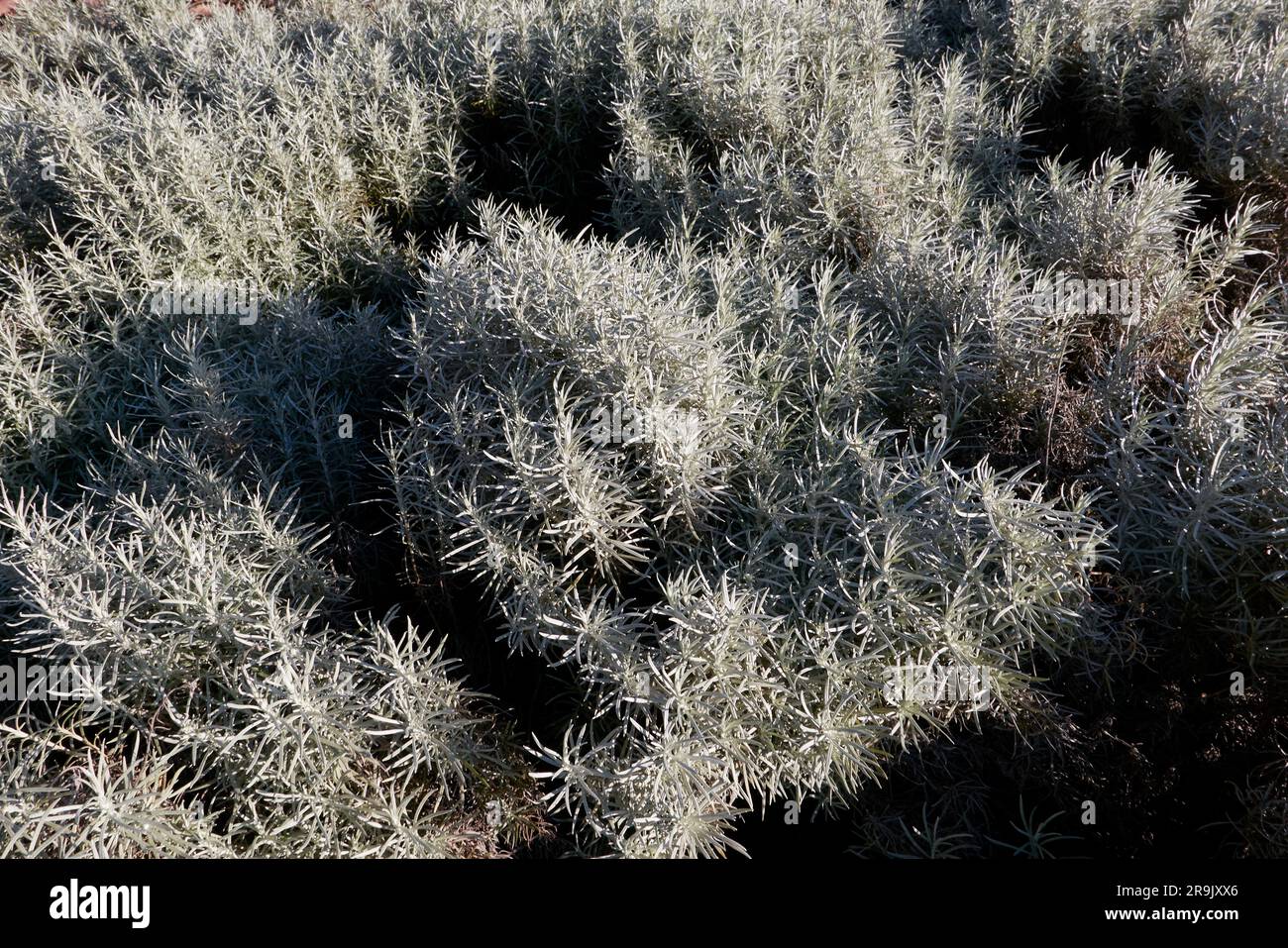 Helichrysum italicum silver foliage Stock Photo - Alamy