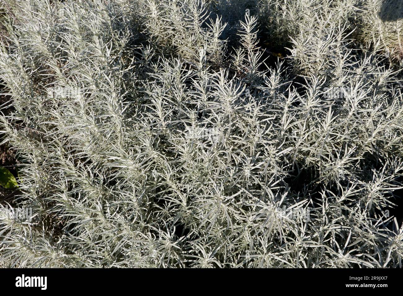 Silver foliage hi-res stock photography and images - Alamy