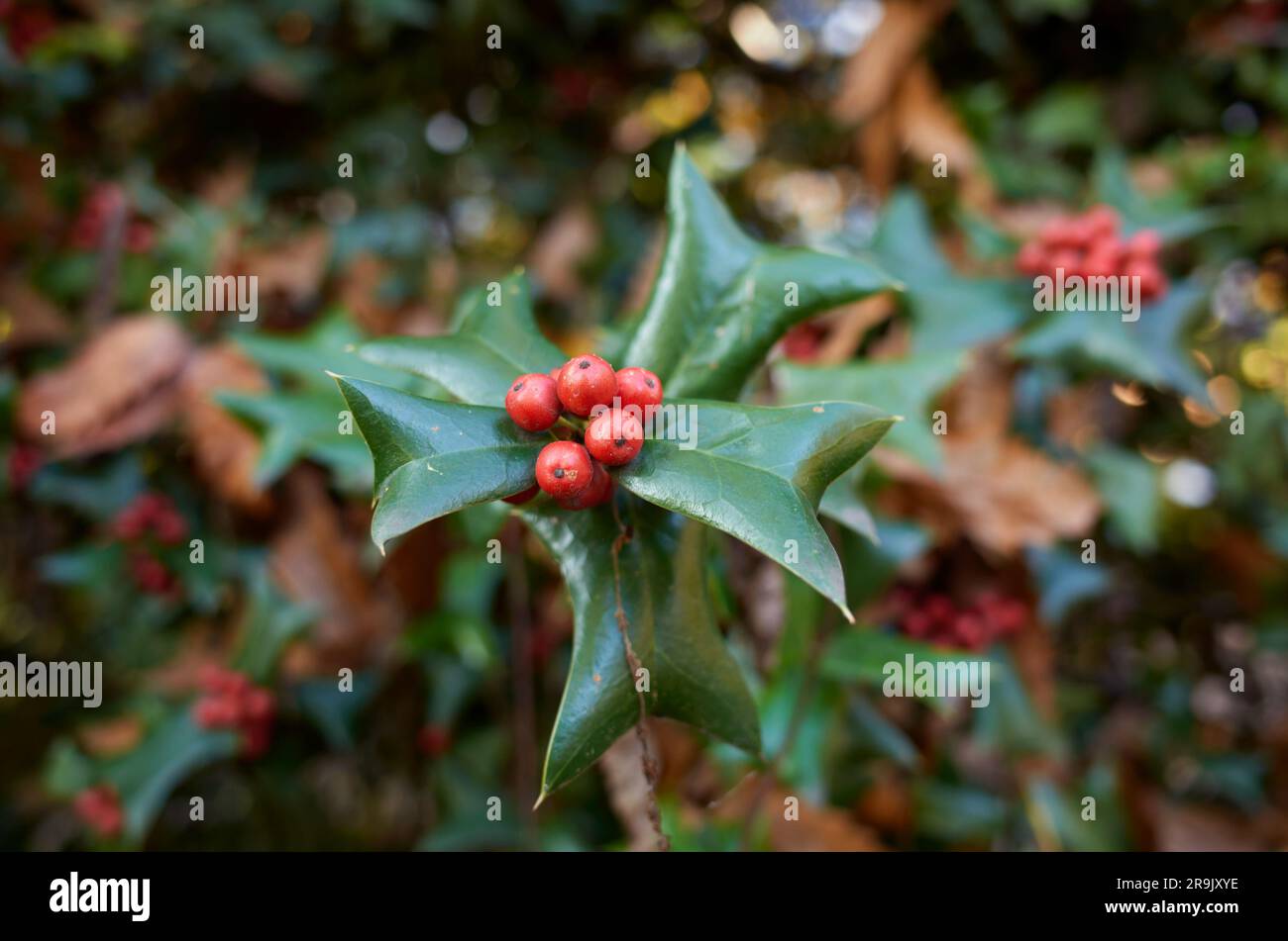 English holly ilex aquifolium hi-res stock photography and images - Alamy