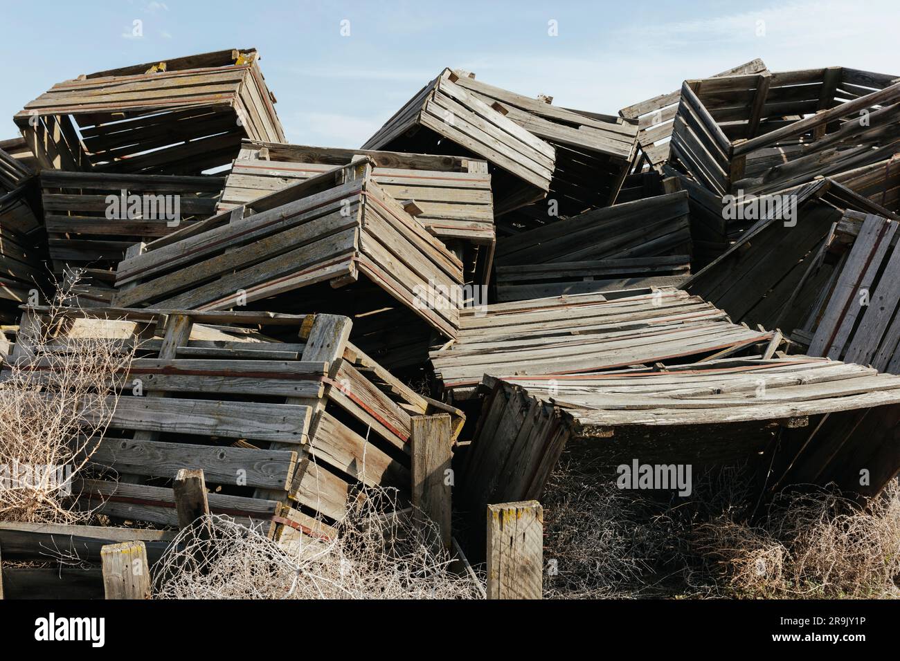 Pile of rotting discarded wooden fruit storage boxes or pallets, tumble ...