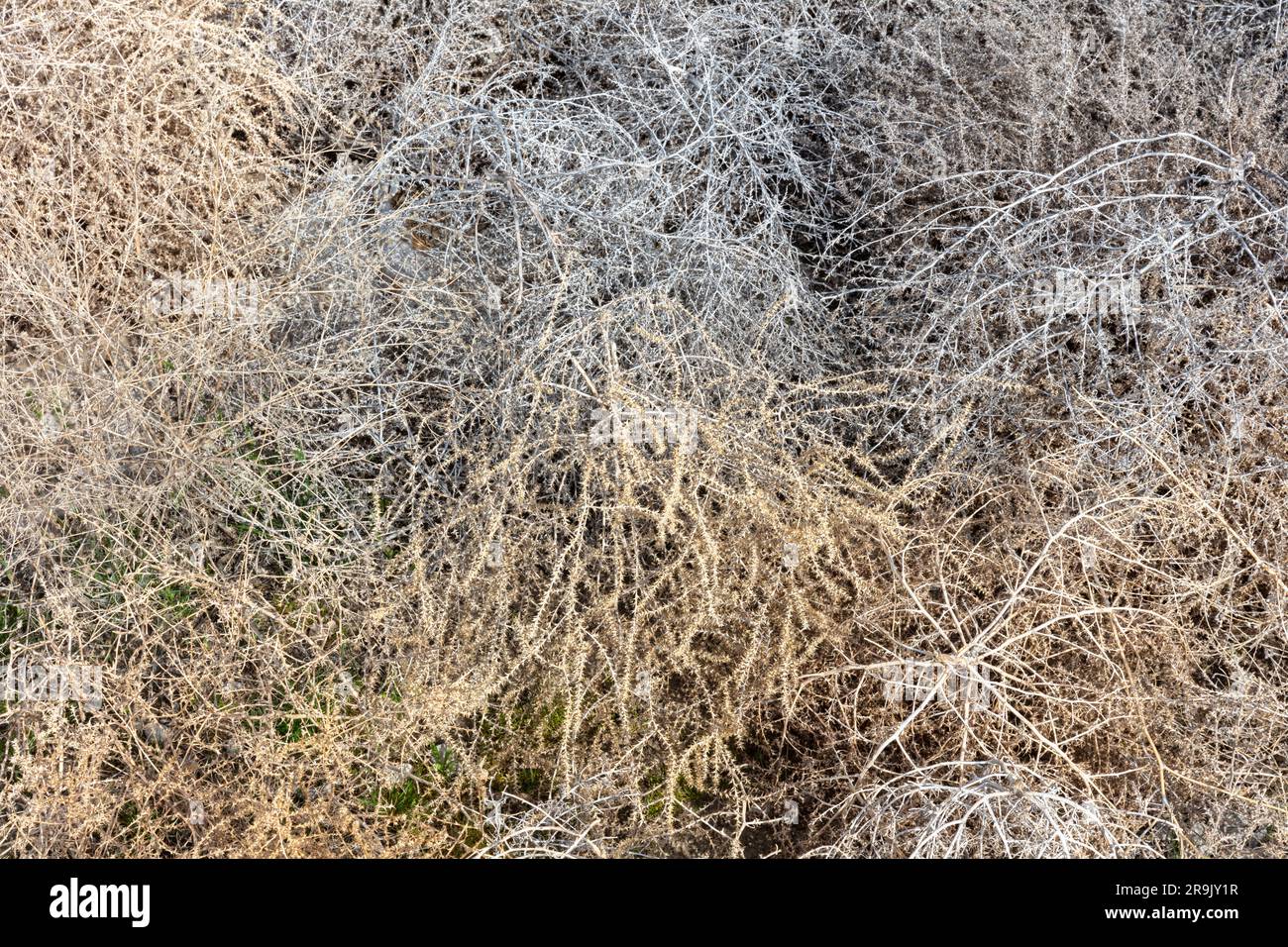Tumble weed usa hi-res stock photography and images - Alamy