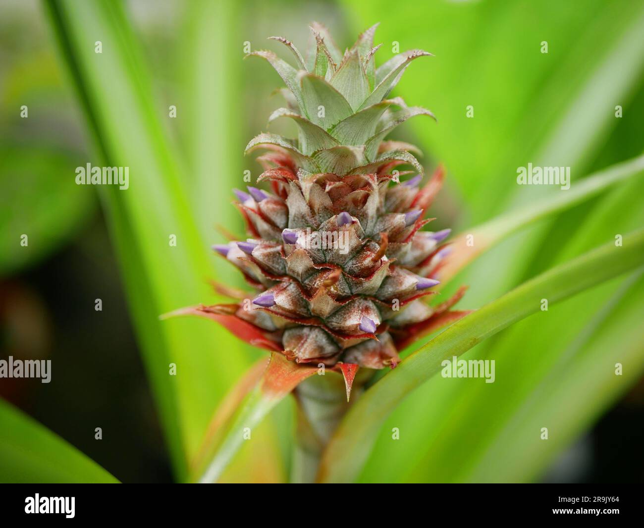 Pineapple Ananas comosus growing fresh tropical young fruit plant ...