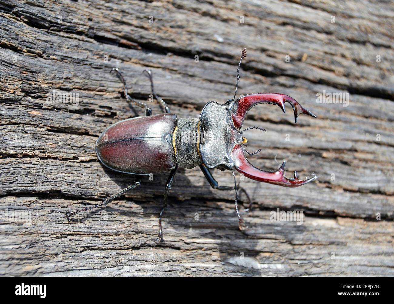 Male stag beetle with long and sharp jaws in wild forest sitting on the ...