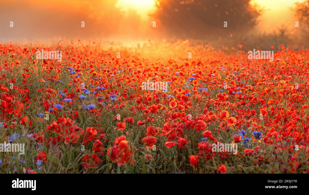 A misty sunrise on a poppy field, Denmark Stock Photo - Alamy