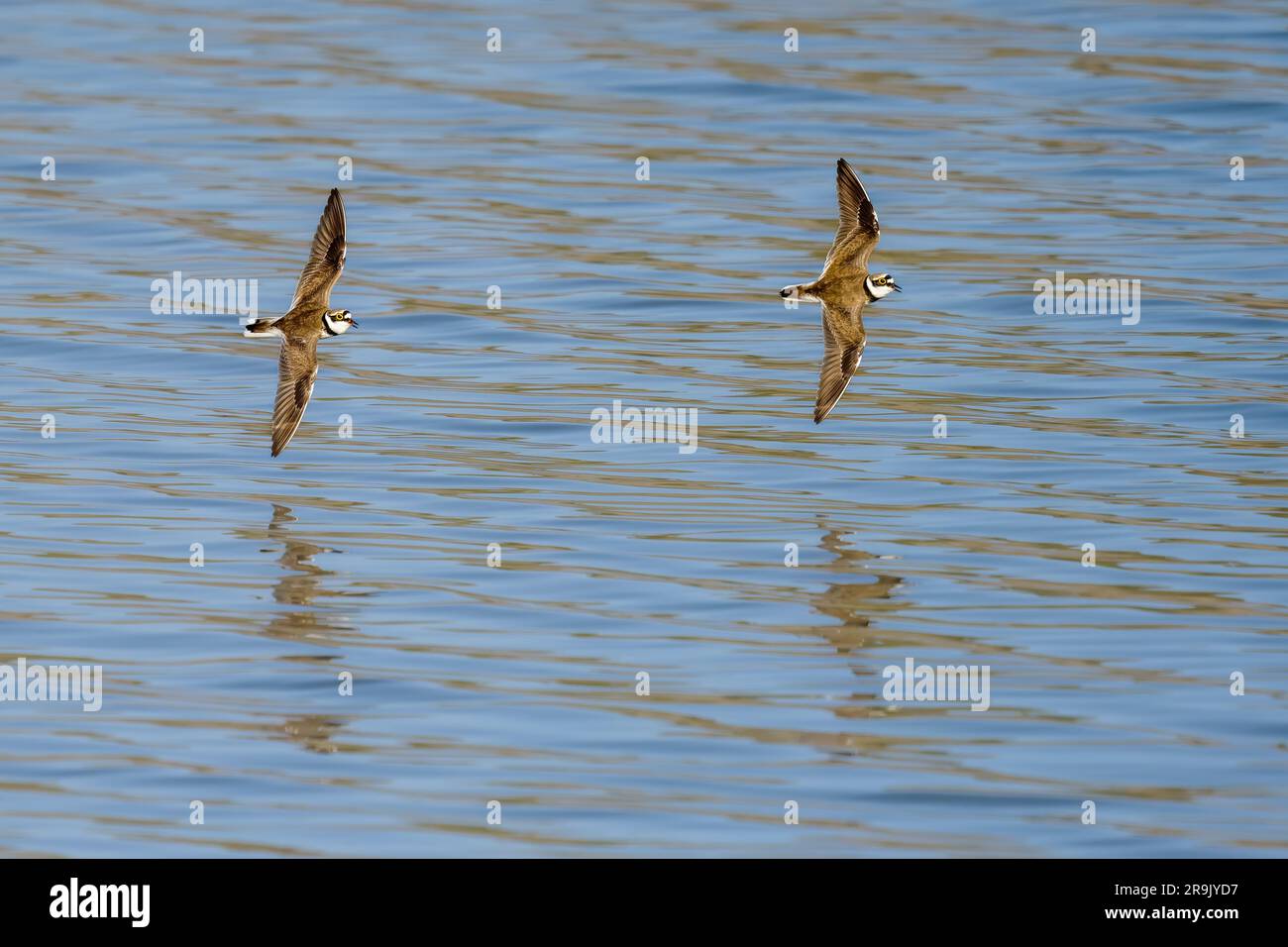 Two little ringed plovers, Charadrius dubius, flying together low over ...