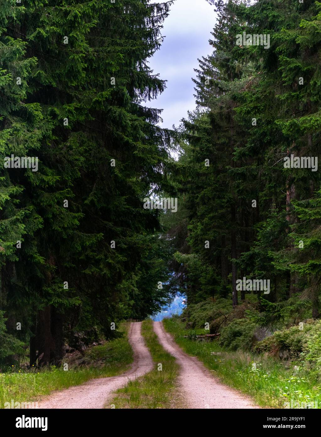 Gravel path through wooded hi-res stock photography and images - Alamy