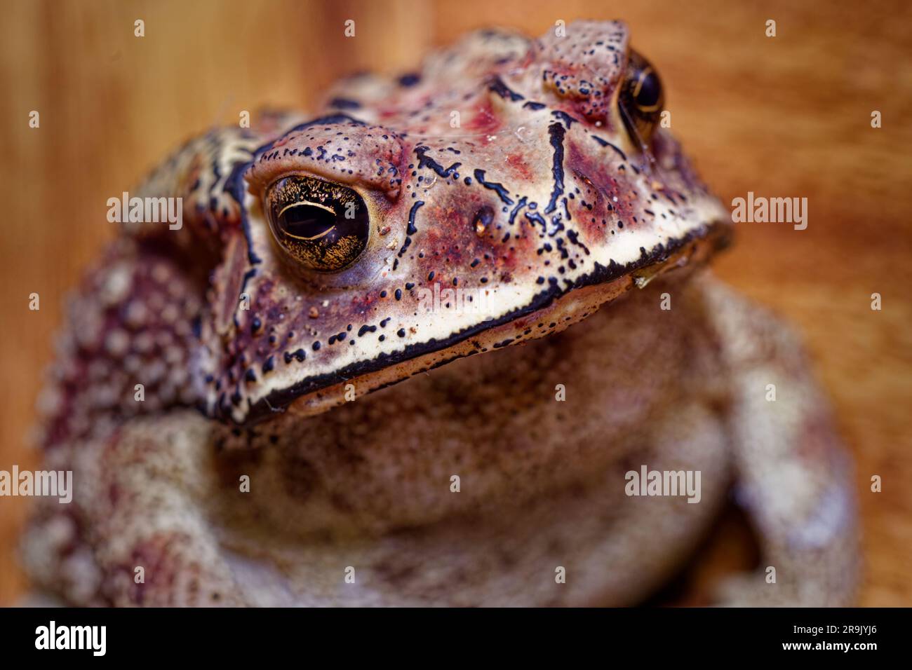 Macro frog, Asian common , Asian black-spined , Asian toad, black ...