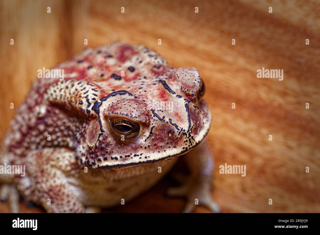 Macro frog, Asian common , Asian black-spined , Asian toad, black ...