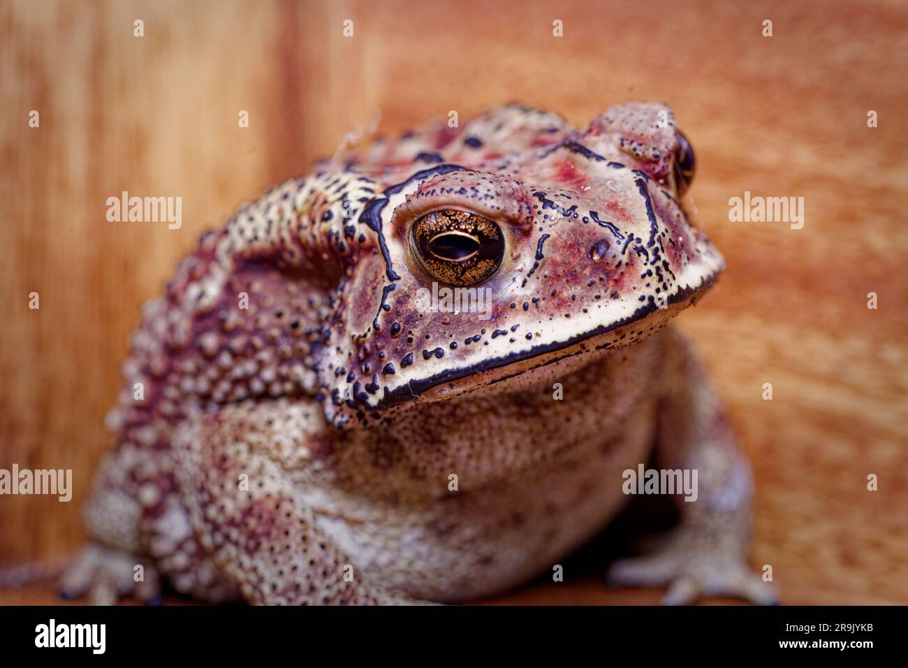 Macro frog, Asian common , Asian black-spined , Asian toad, black ...