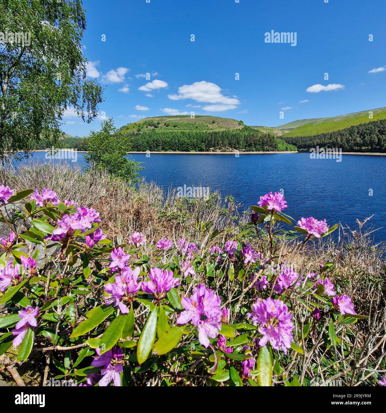 Nestled amidst the picturesque landscapes of the United Kingdom ...