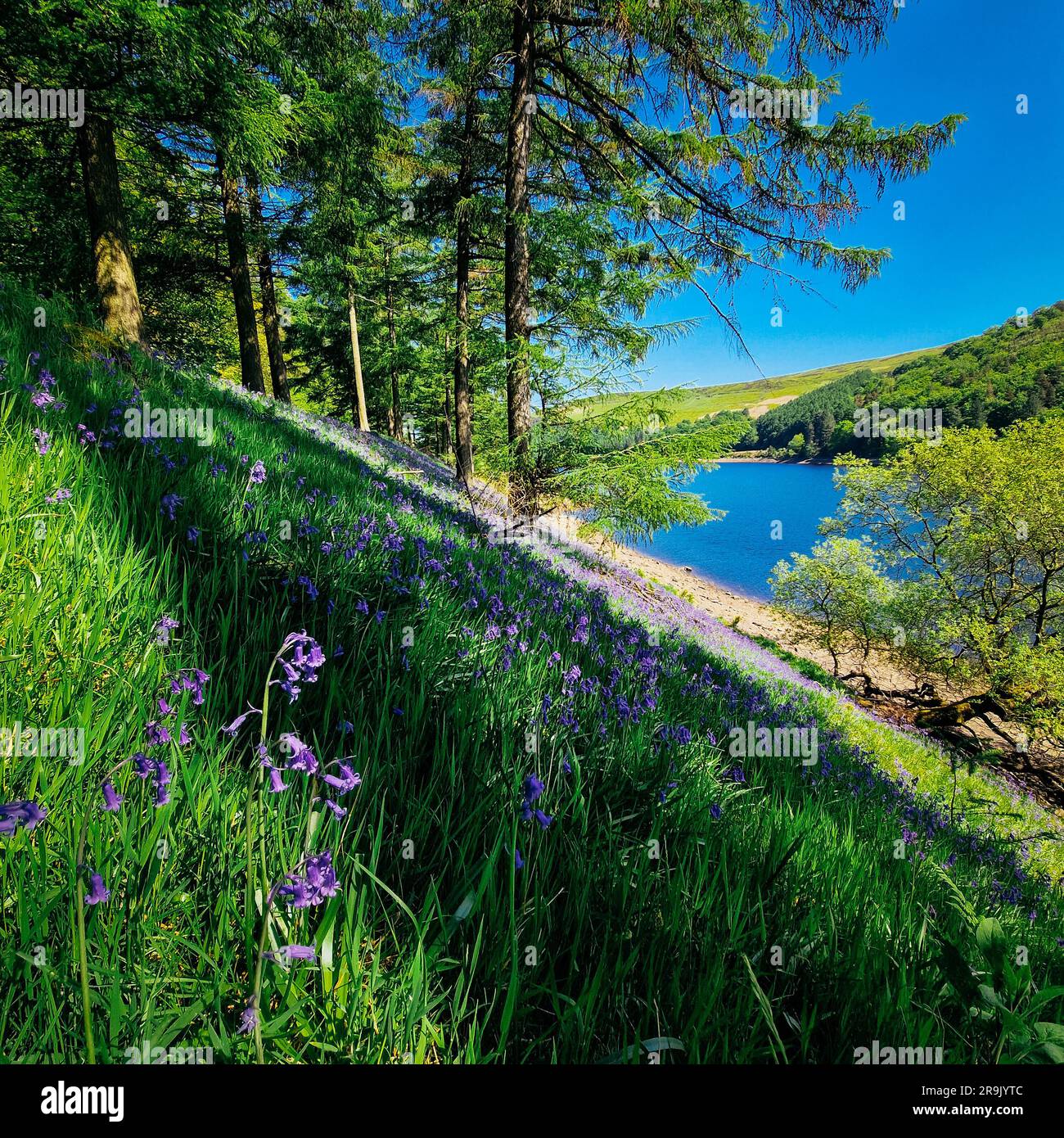 Nestled amidst the picturesque landscapes of the United Kingdom ...