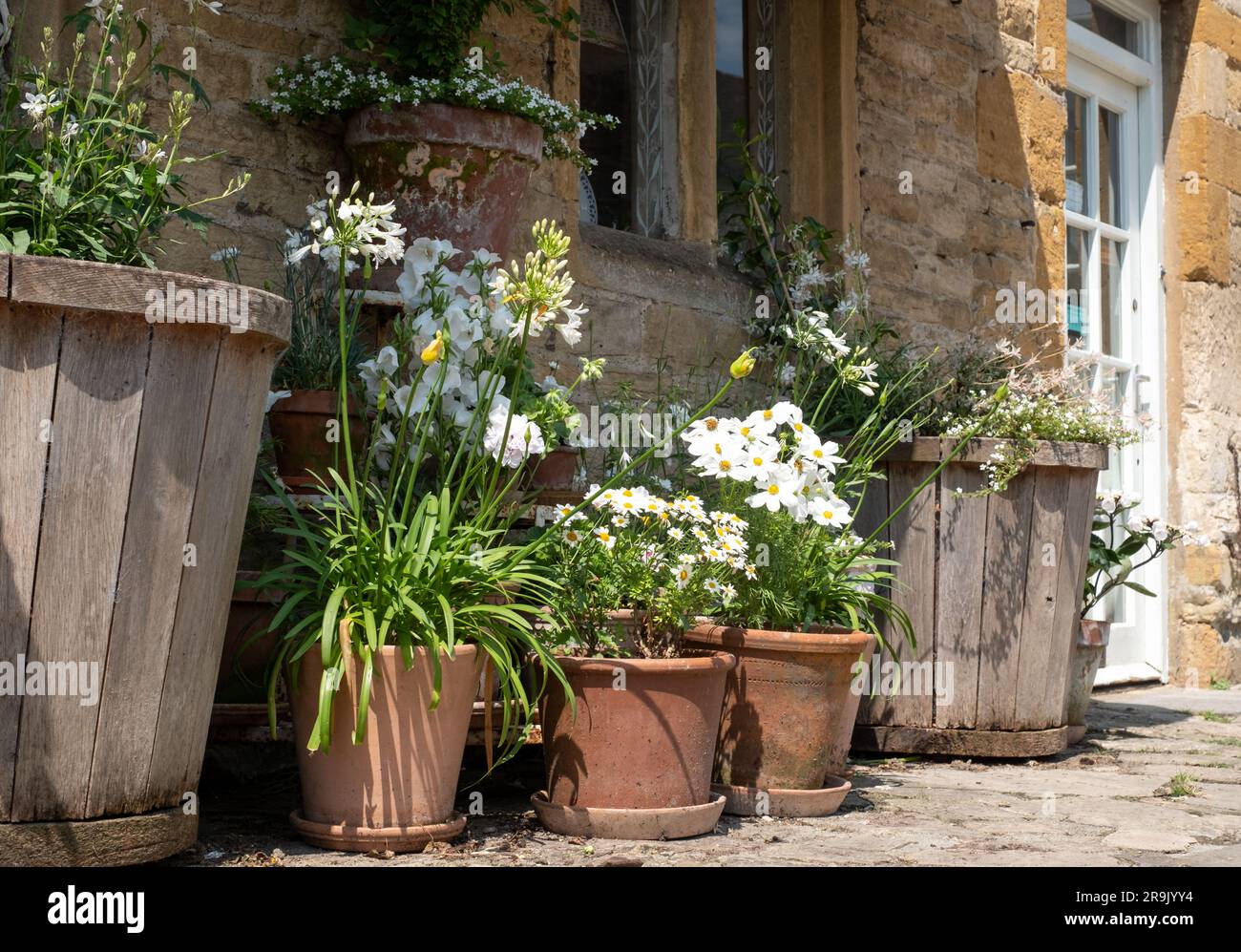 Terracotta flower pots with white flowers and foliage, photographed in ...