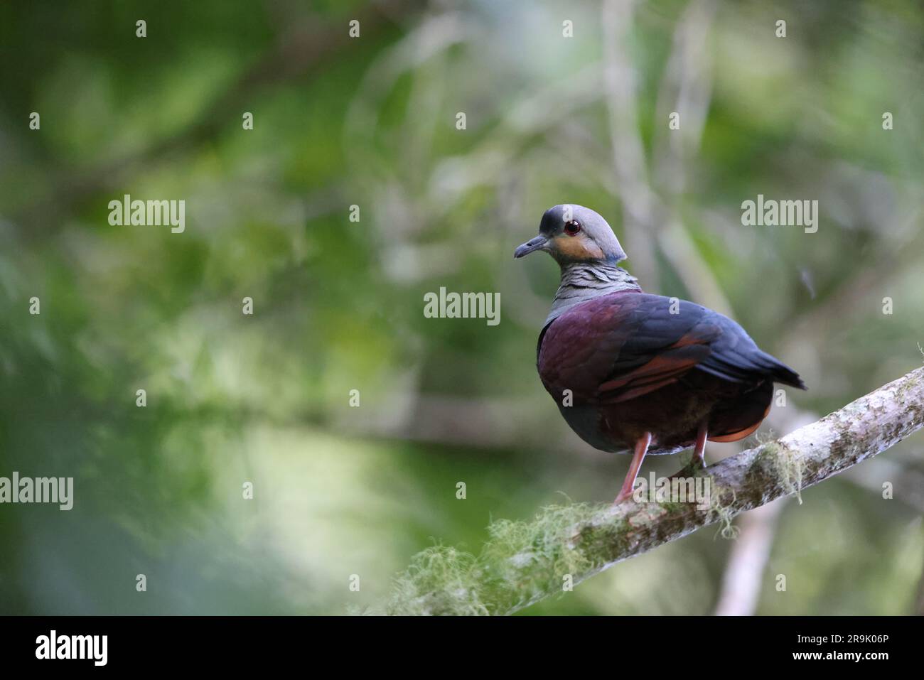 Crested quail-dove (Geotrygon versicolor) , one of Jamaican endemic ...