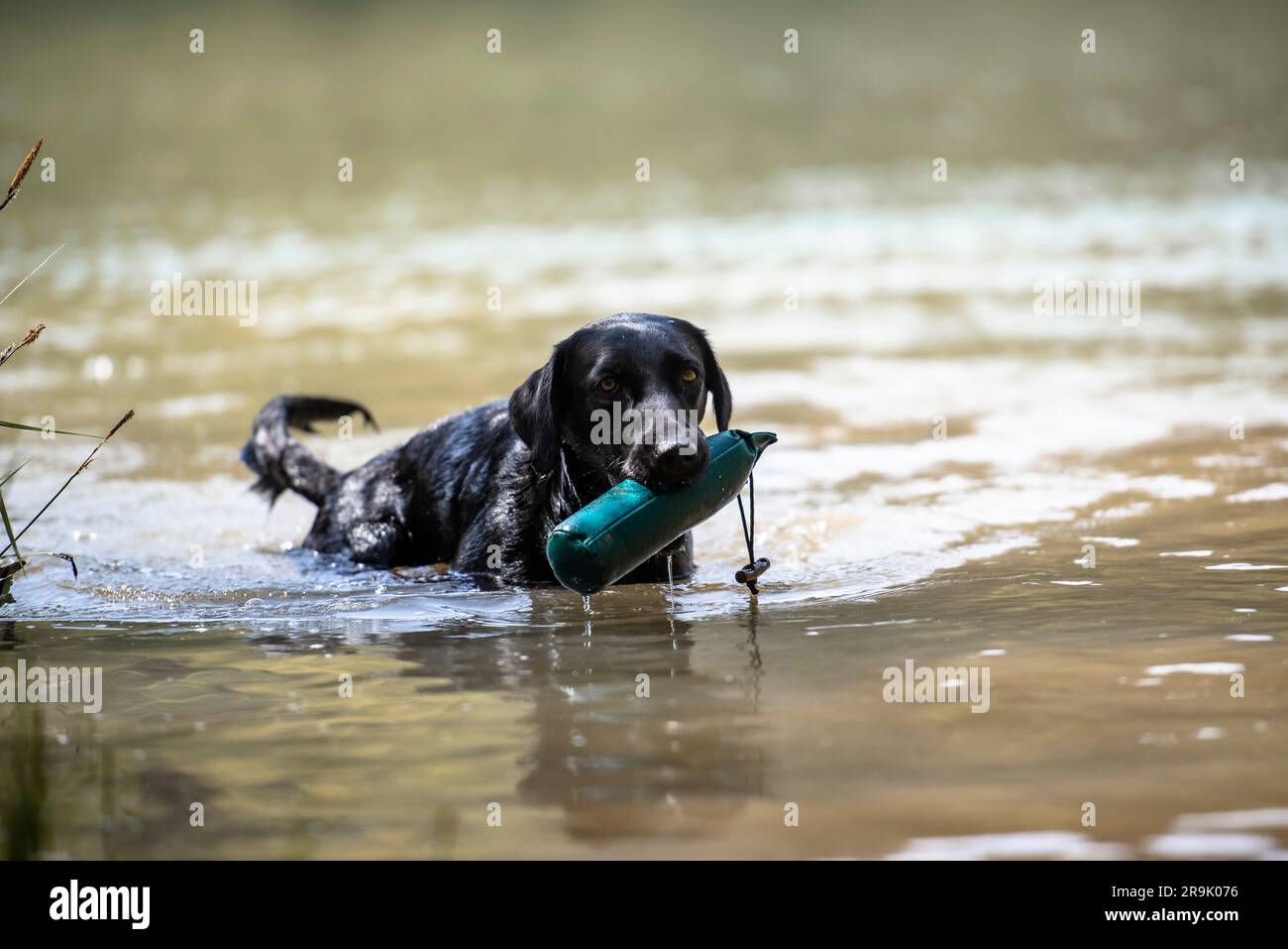 Black labrador retriever dog retrieving a dummy from the river Stock ...